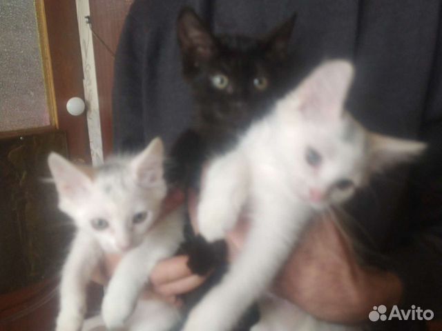 Турецкая ангора