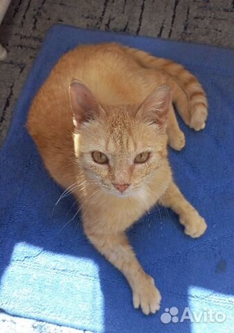 Кошки в добрые руки