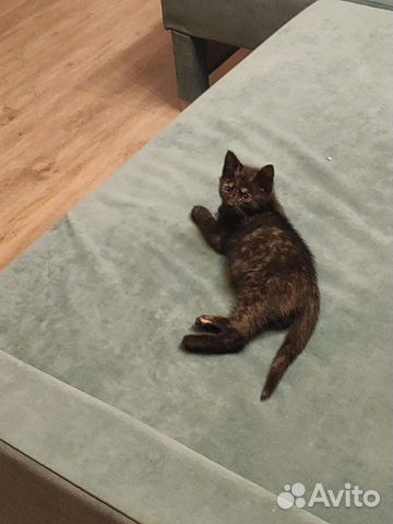 Котенок девочка 2 мес