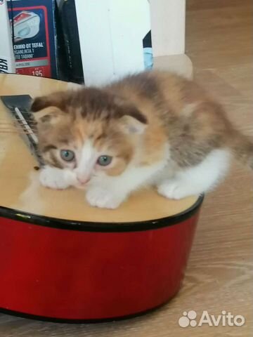 Британские вислоухие котята бесплатно