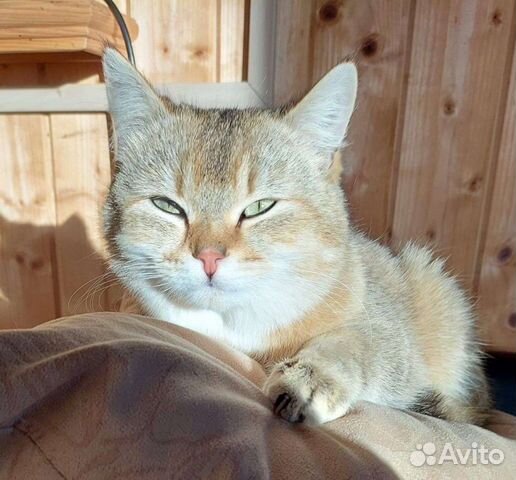 Кот в дар
