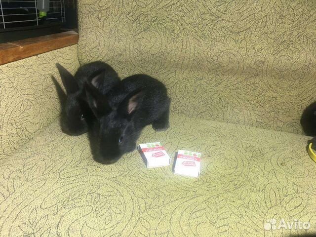 Крольчата месячные, декоративные