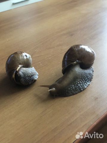 Улитки ахатины