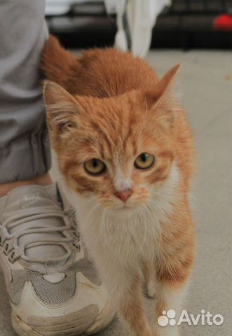 Котенок рыжий Стеша