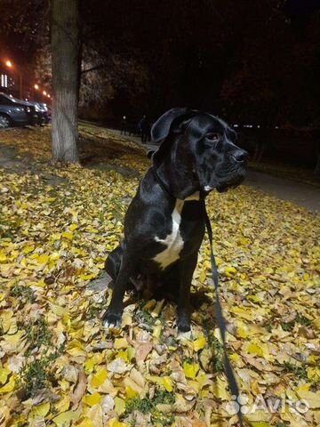 Щенки Коне Корсо