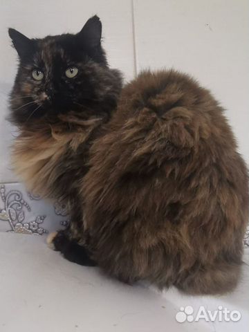 Пушистая красавица киса Анфиса ищет дом