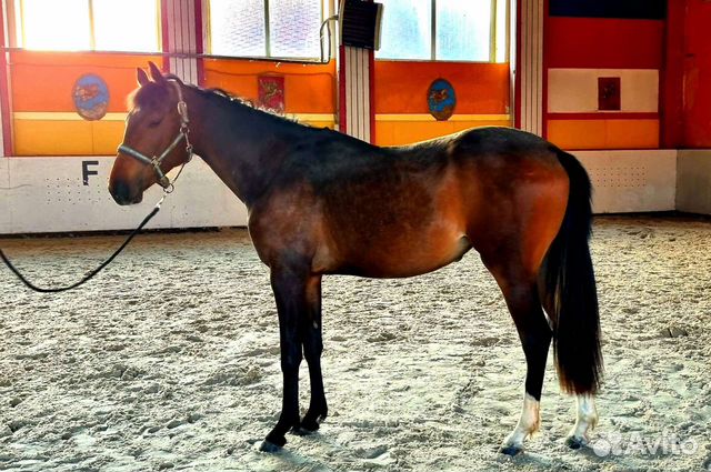 Чистокровная кобылка 2020 г.р