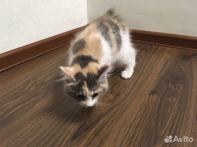 Котенок курильский бобтейл