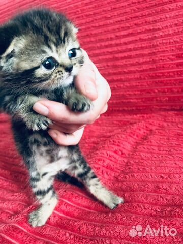 Вислоухий котёнок (девочка, 1 месяц) в дар