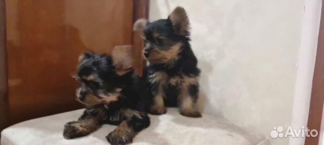 Ласковые, игривые малыши йорки ждут свои семьи