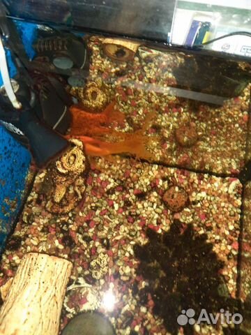 Рыбки золотые кометы