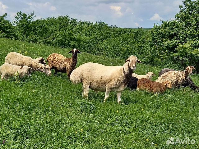 Бараны гиссарские