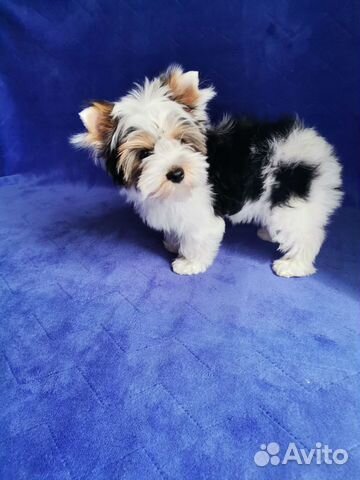 Бивер-девочка, возраст-6лет.Красивая,веселая,добра