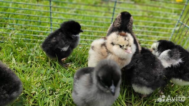 Цыплята Амераукана, поместные, ухейилюй