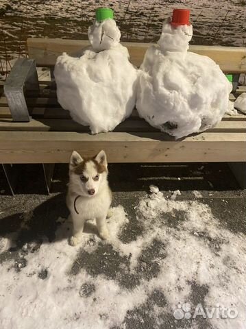 Отдам в добрые руки Помски