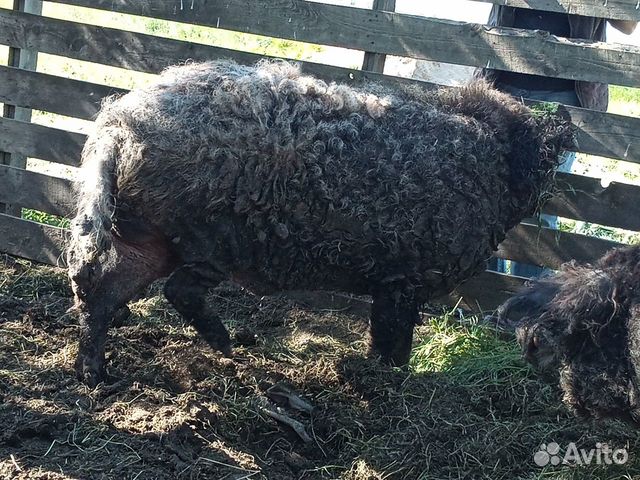Хряк производитель венгерская мангалица, поросята