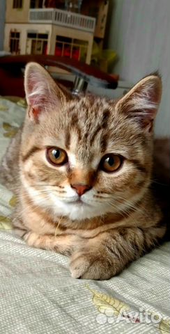 Котенок шотландец