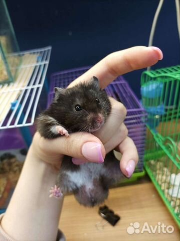 Сирийский хомяк мальчик