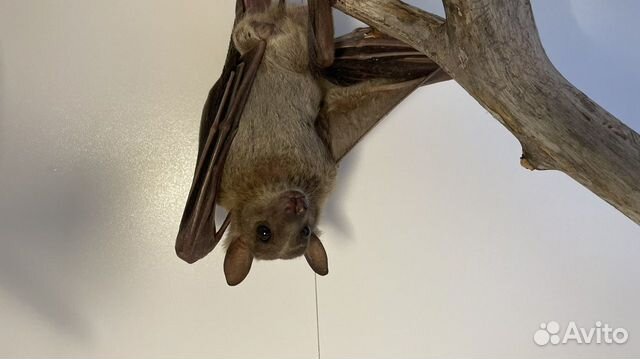 Нильский крылан