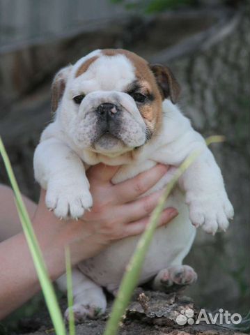 Английский бульдог