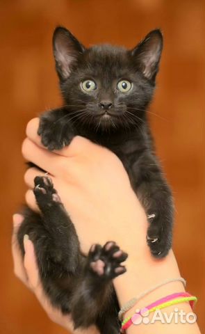 Котенок ласковый и нежный