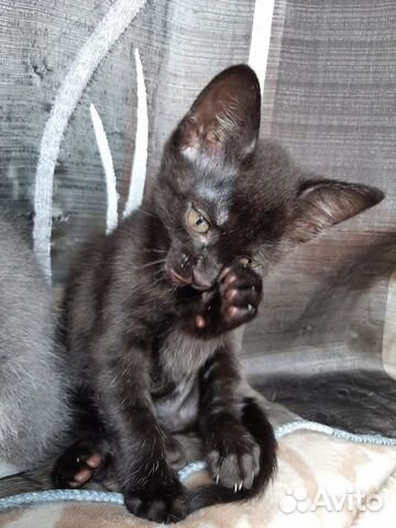 Кошкакотята в добрые руки