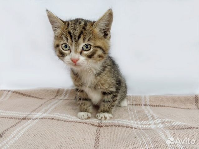 Котенок Глафира в добрые руки