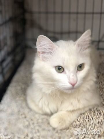 Маркус ищет настоящий дом