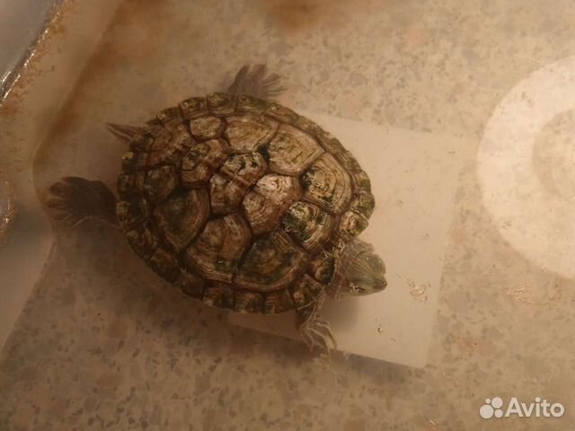 Красноухая черепаха маленькая