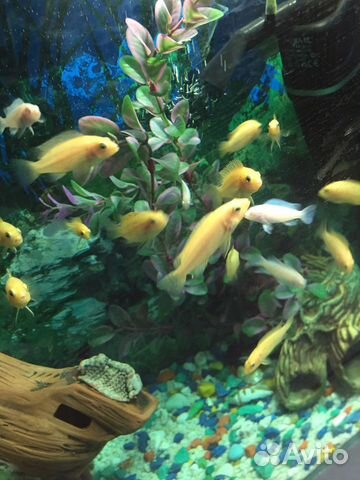 Рыбы цихлиды