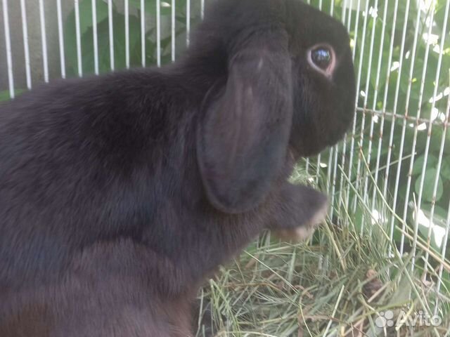 Кролик с клеткой