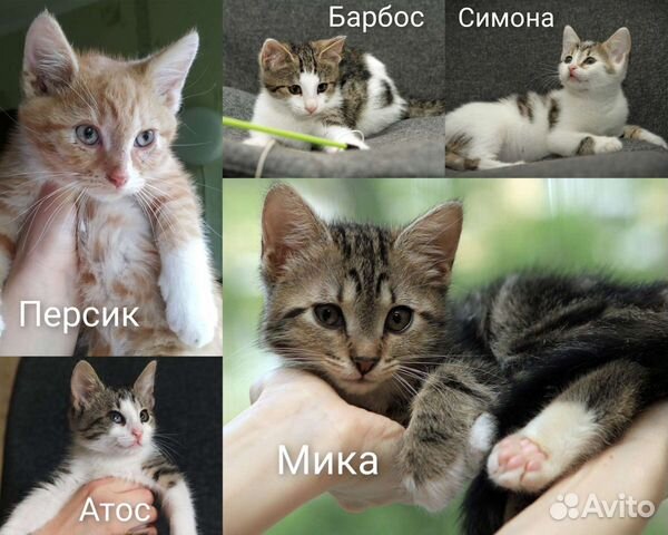 Маленькие котята. Рыжий, мраморный, пятнистый