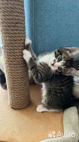 Те самые котята