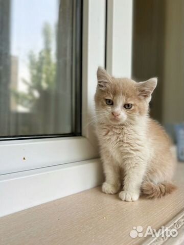 Селкирк-рекс