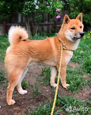 Сиба Ину Шиба кобель
