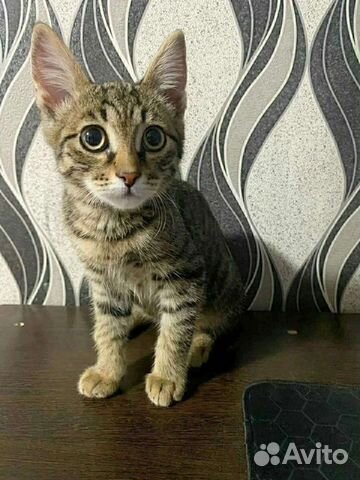 Котенок в добрые руки