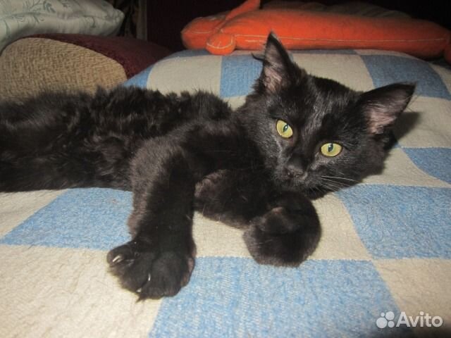 Чёрный котёнок в дар