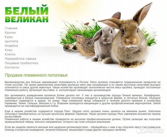 Племенные кролики