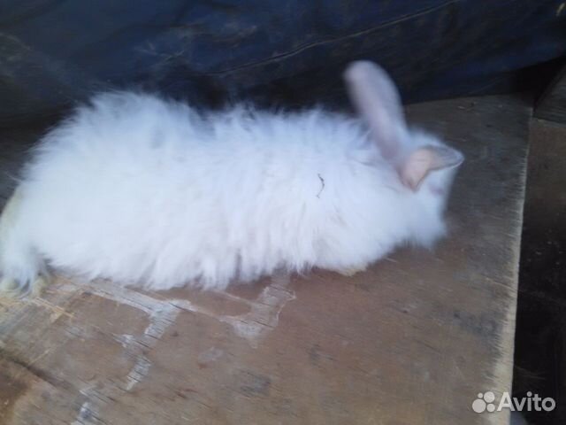 Пуховые кролики