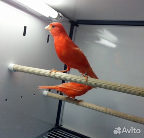 Канарейки (пара)