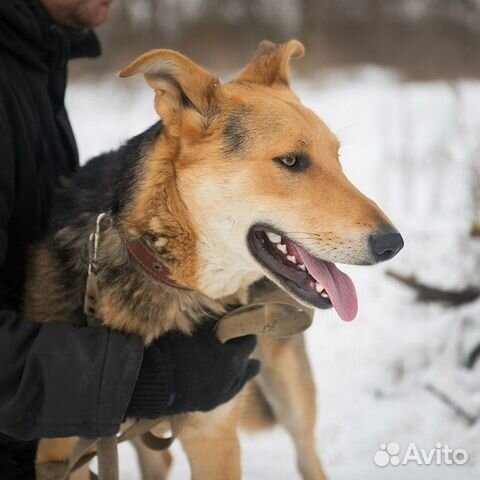 Активный и энергичный пёс Гектор ищет дом