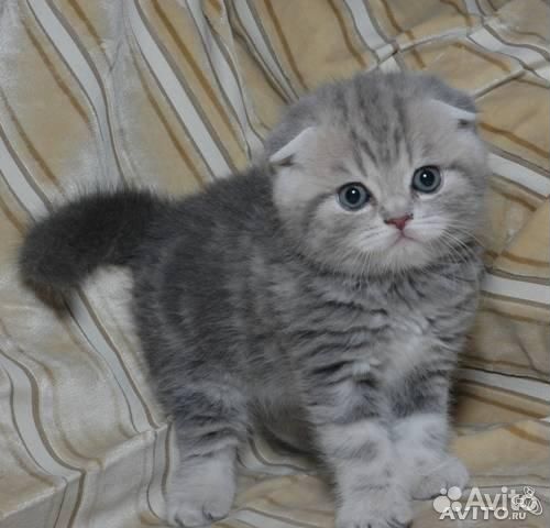 Шотландцы