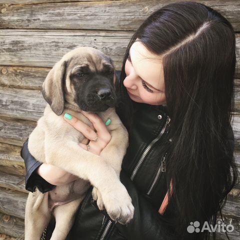 Английский мастиф