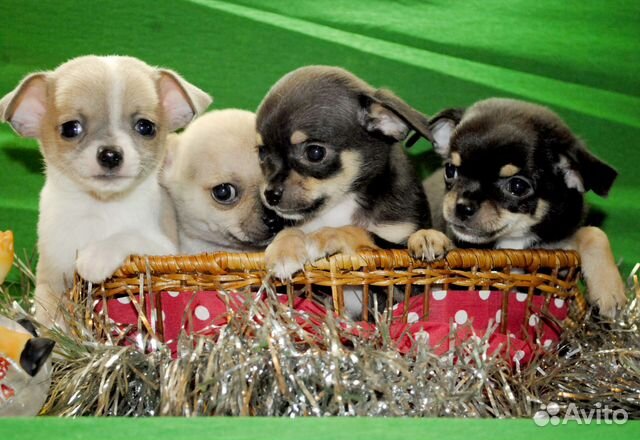 Чихуа курносые от заводчика