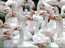 Домашняя птица