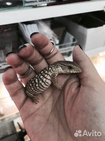 Капский варан