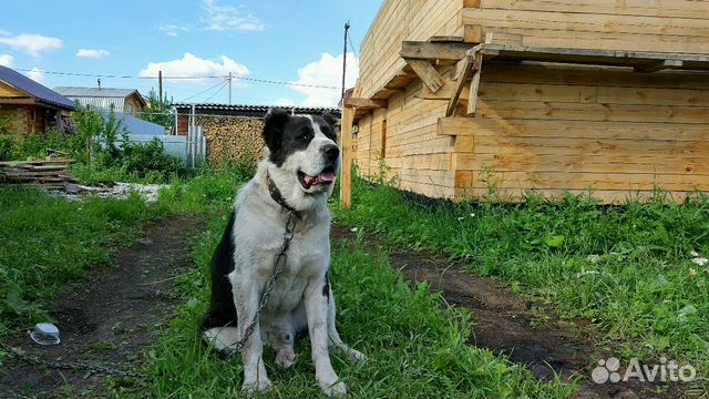 Вязка Алабай/сао
