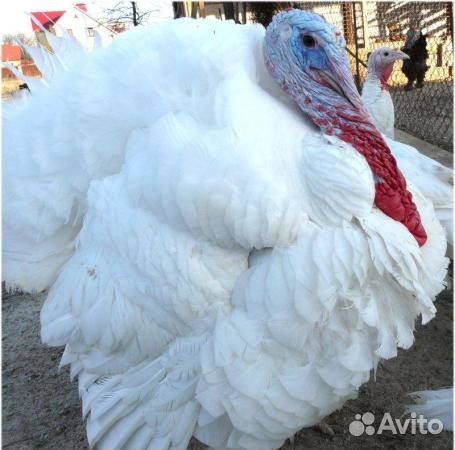 Индюшка домашняя (тушка)