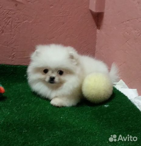 Белые девочки померанский шпиц