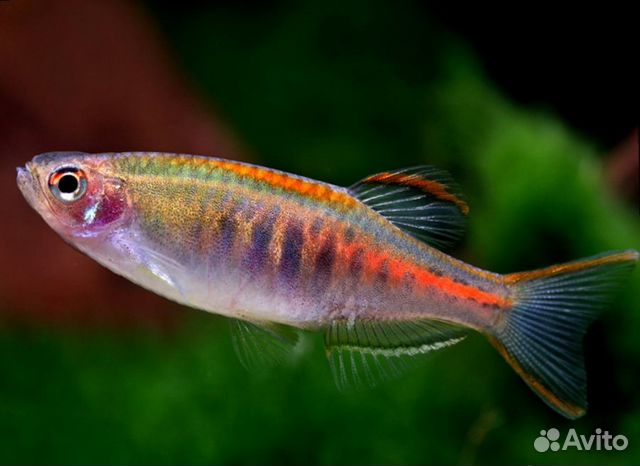 Данио хопра и эритромикрон